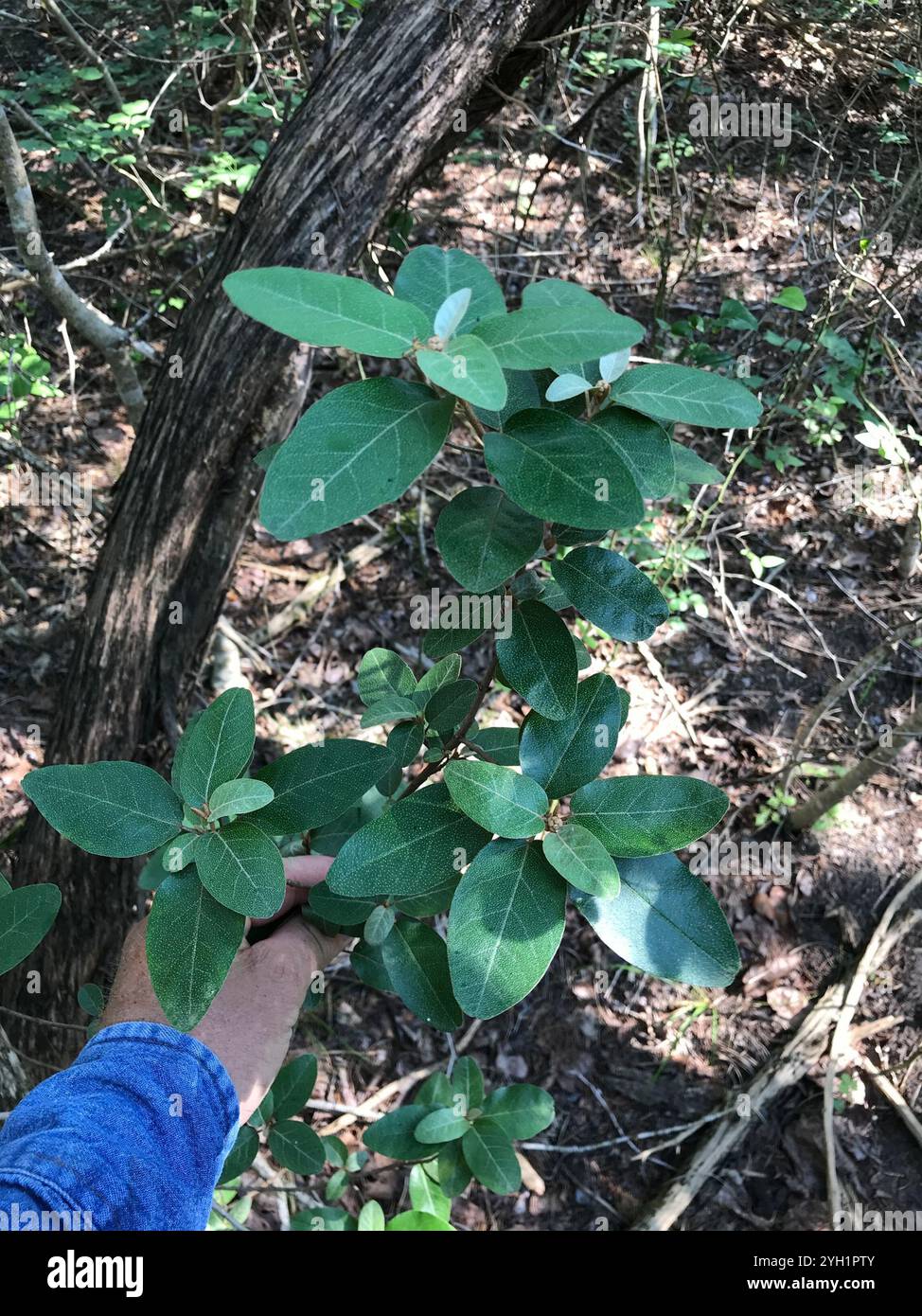 Croton alabamensis hi-res stock photography and images - Alamy