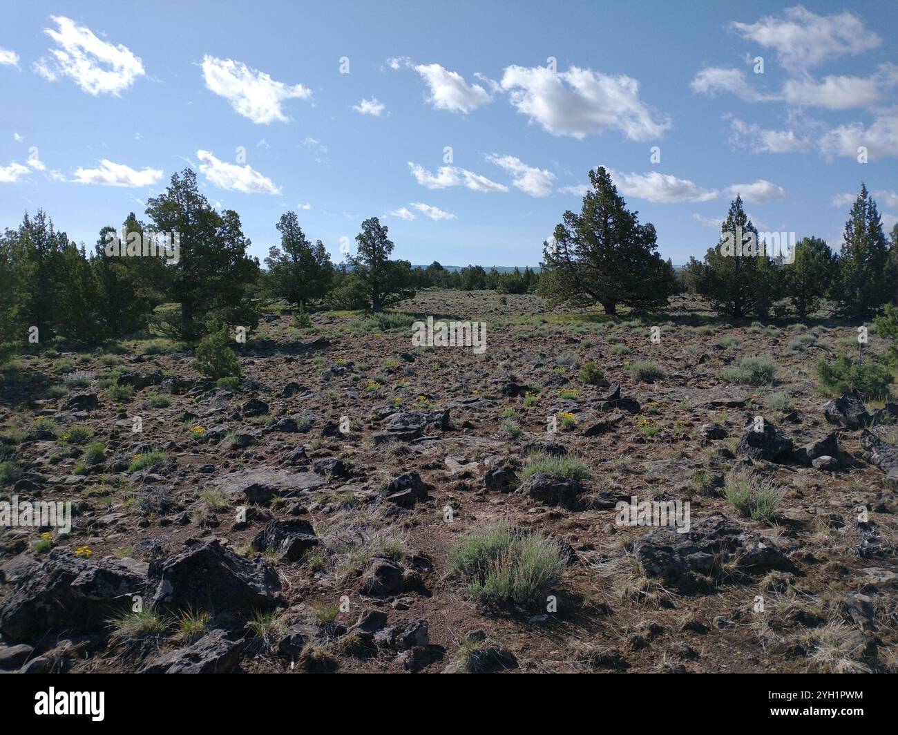 western juniper (Juniperus occidentalis Stock Photo - Alamy