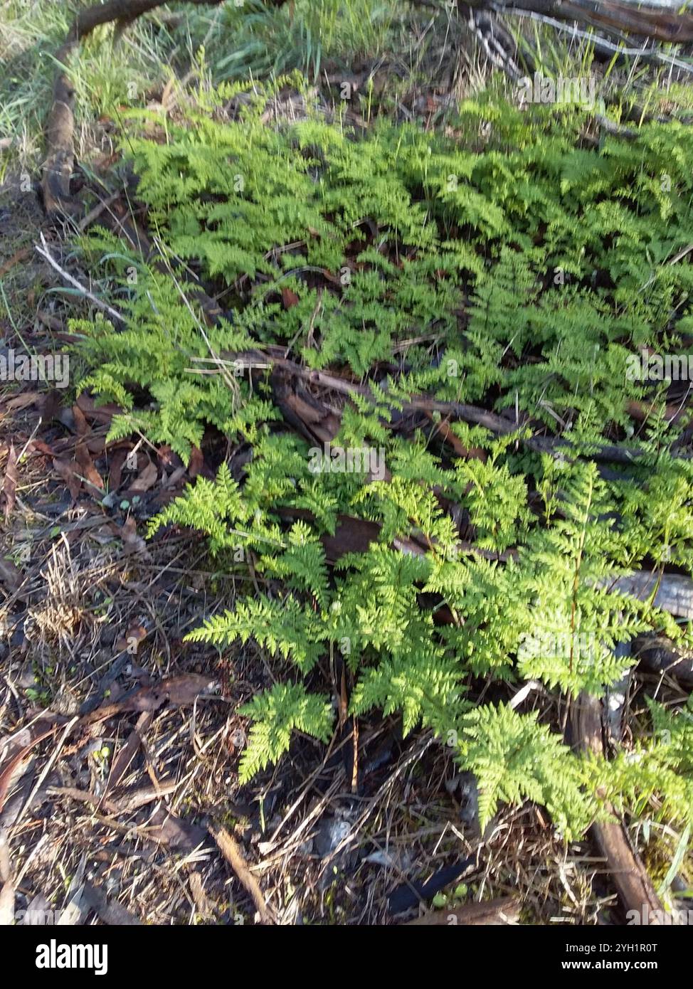 Rock Fern (Cheilanthes austrotenuifolia Stock Photo - Alamy