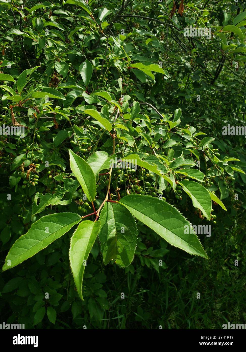 chokecherry (Prunus virginiana Stock Photo - Alamy