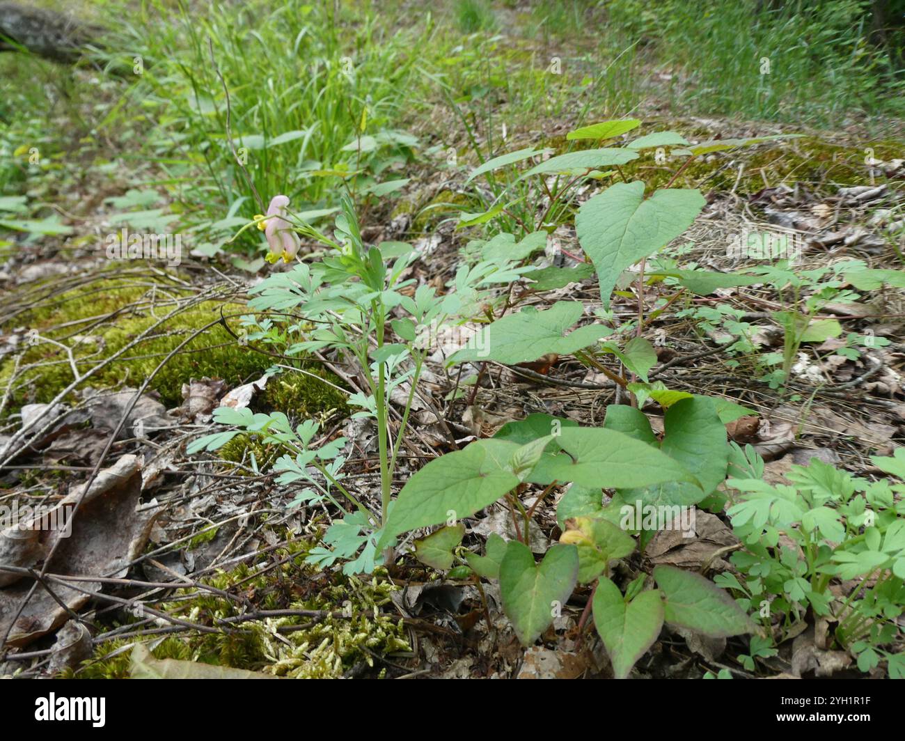Capnoides sempervirens hi-res stock photography and images - Alamy