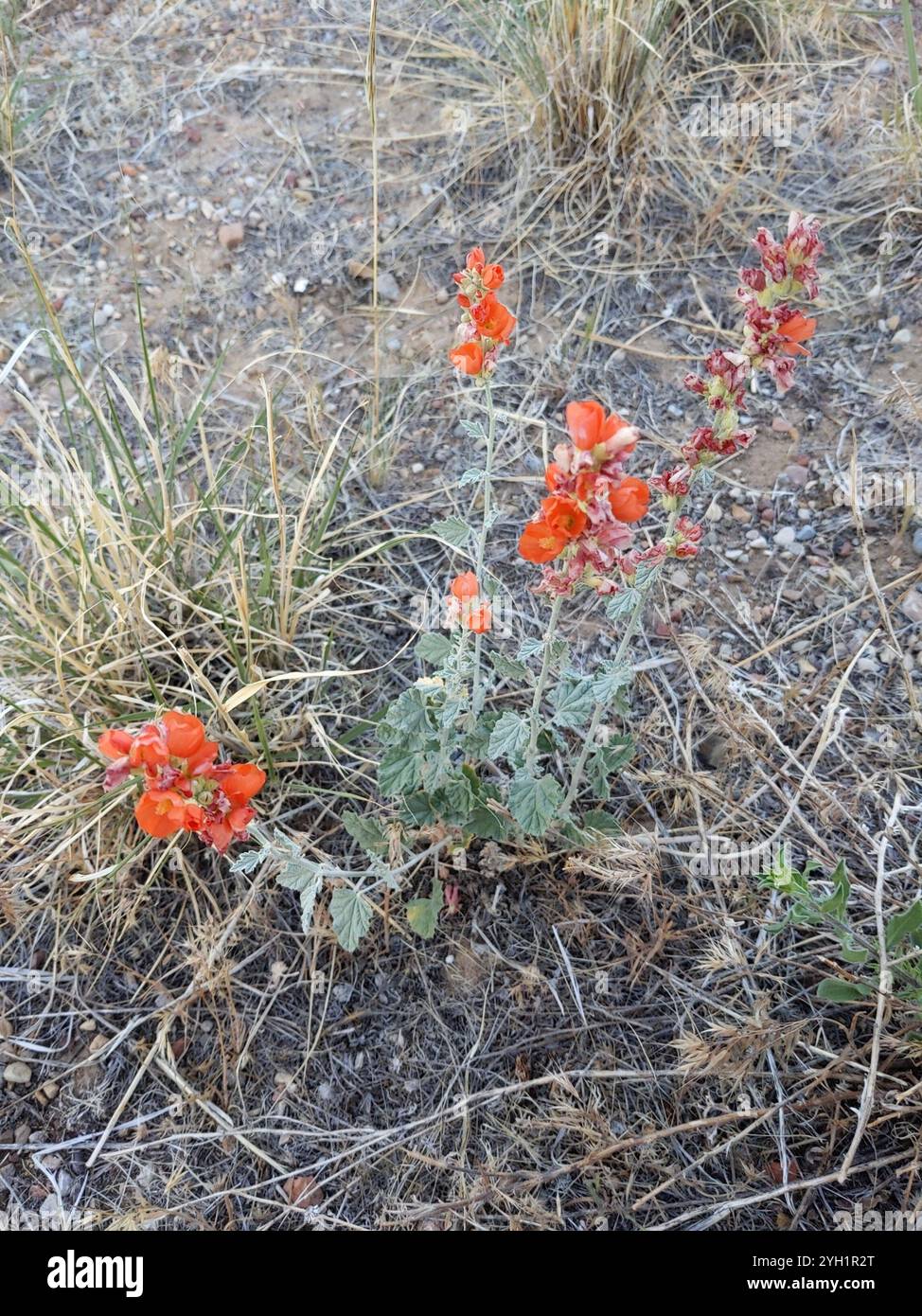 Scarlet Globemallow (Sphaeralcea coccinea Stock Photo - Alamy