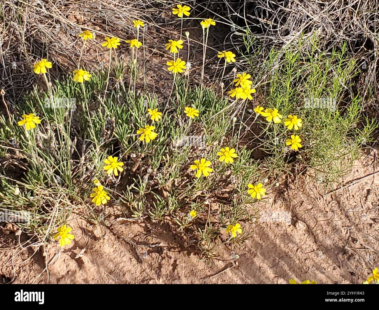 Stemmy Four-nerved Daisy (Tetraneuris scaposa Stock Photo - Alamy