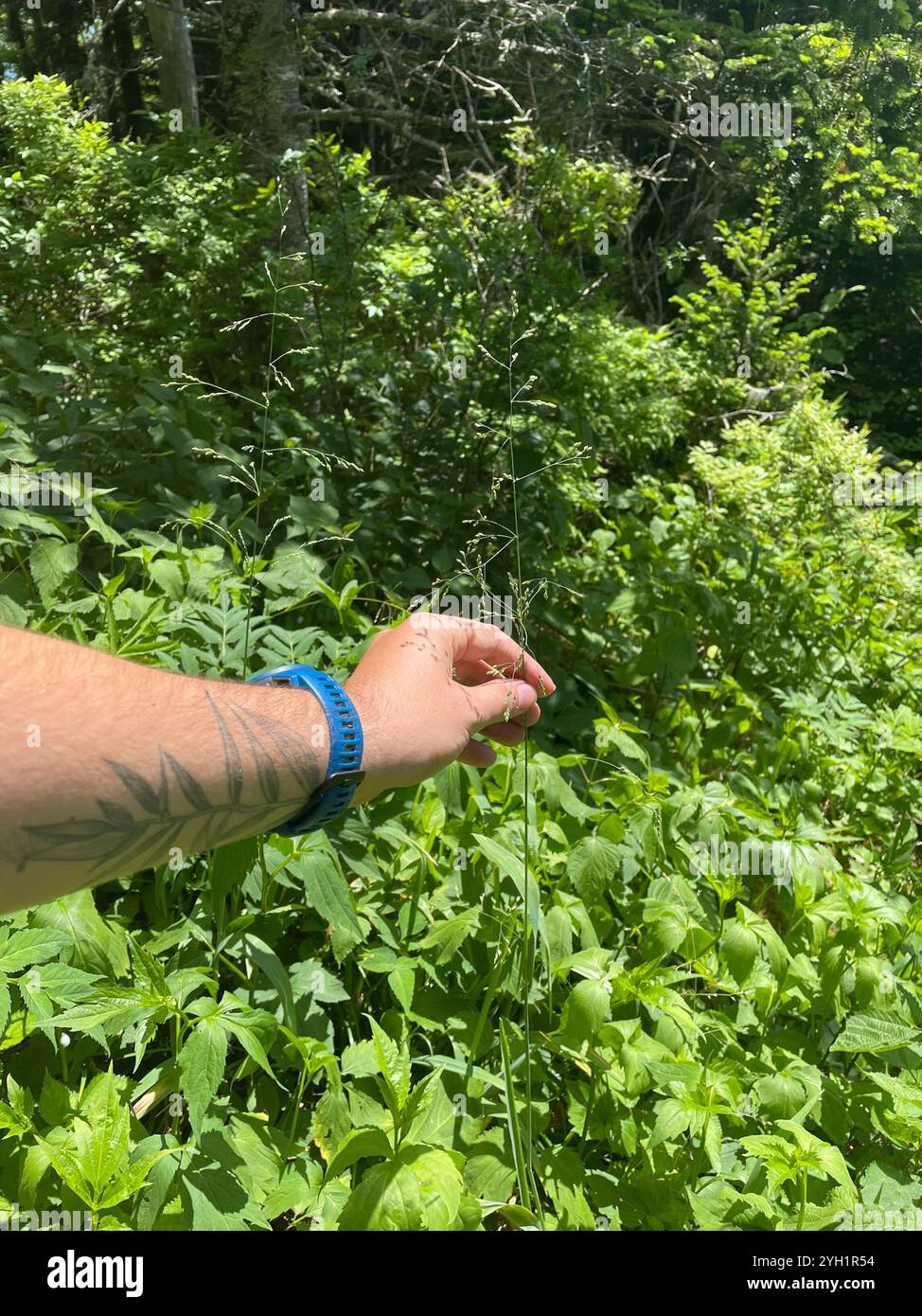 Wood Millet (Milium effusum Stock Photo - Alamy