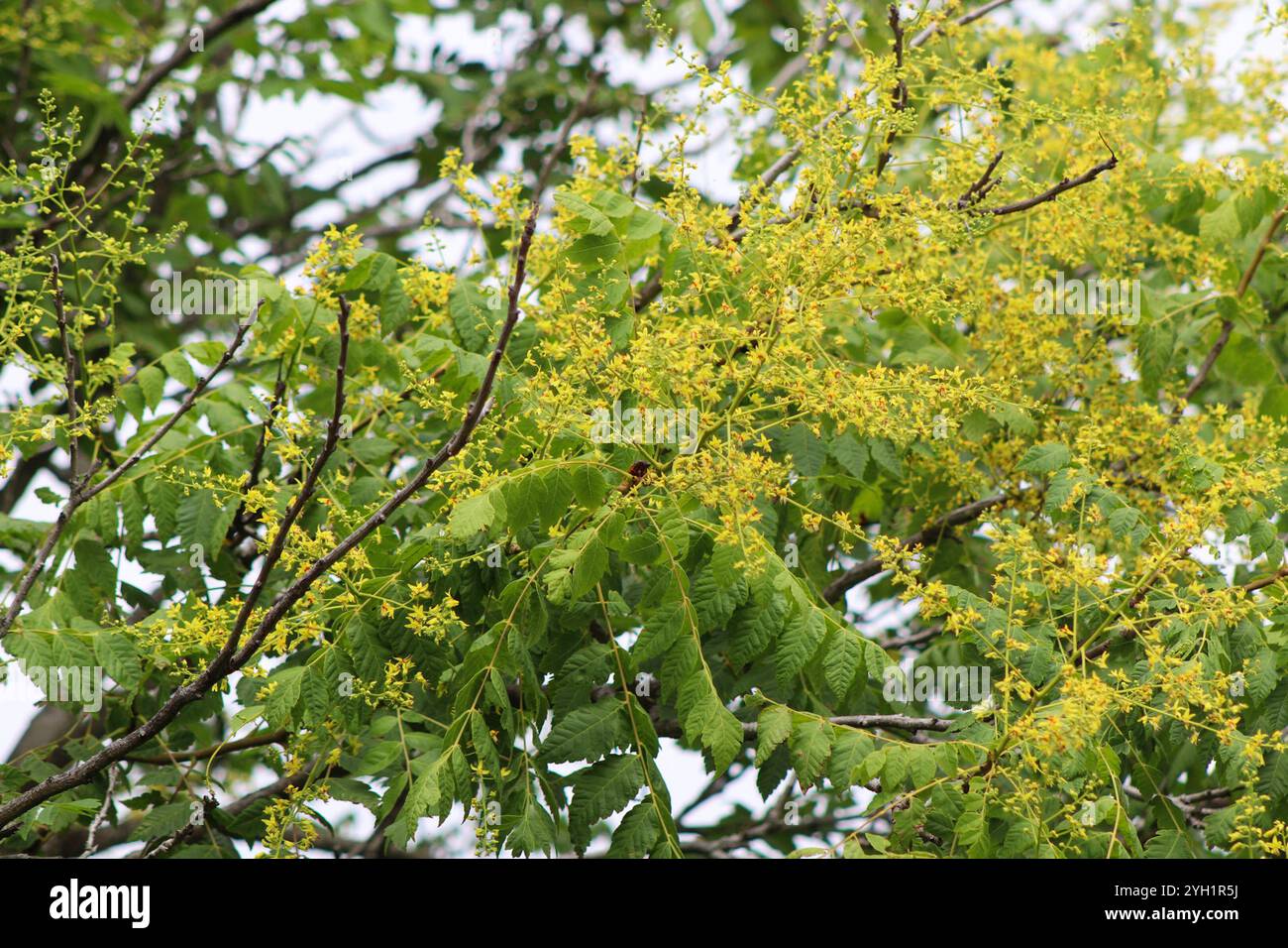 golden rain tree (Koelreuteria paniculata Stock Photo - Alamy