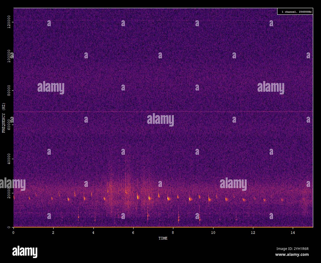 Common Noctule (Nyctalus noctula Stock Photo - Alamy