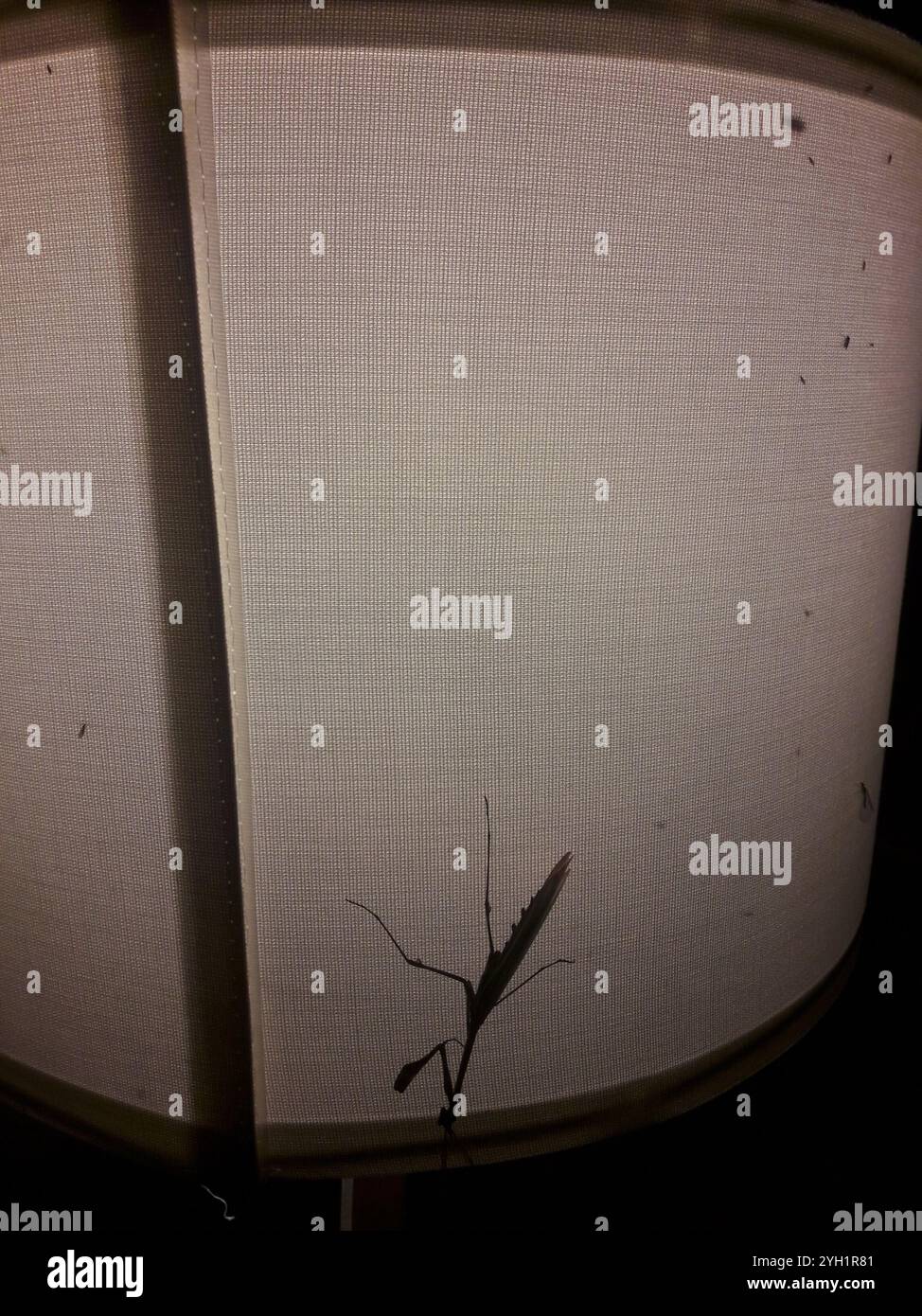 Mediterranean Conehead Mantis (Empusa pennata Stock Photo - Alamy