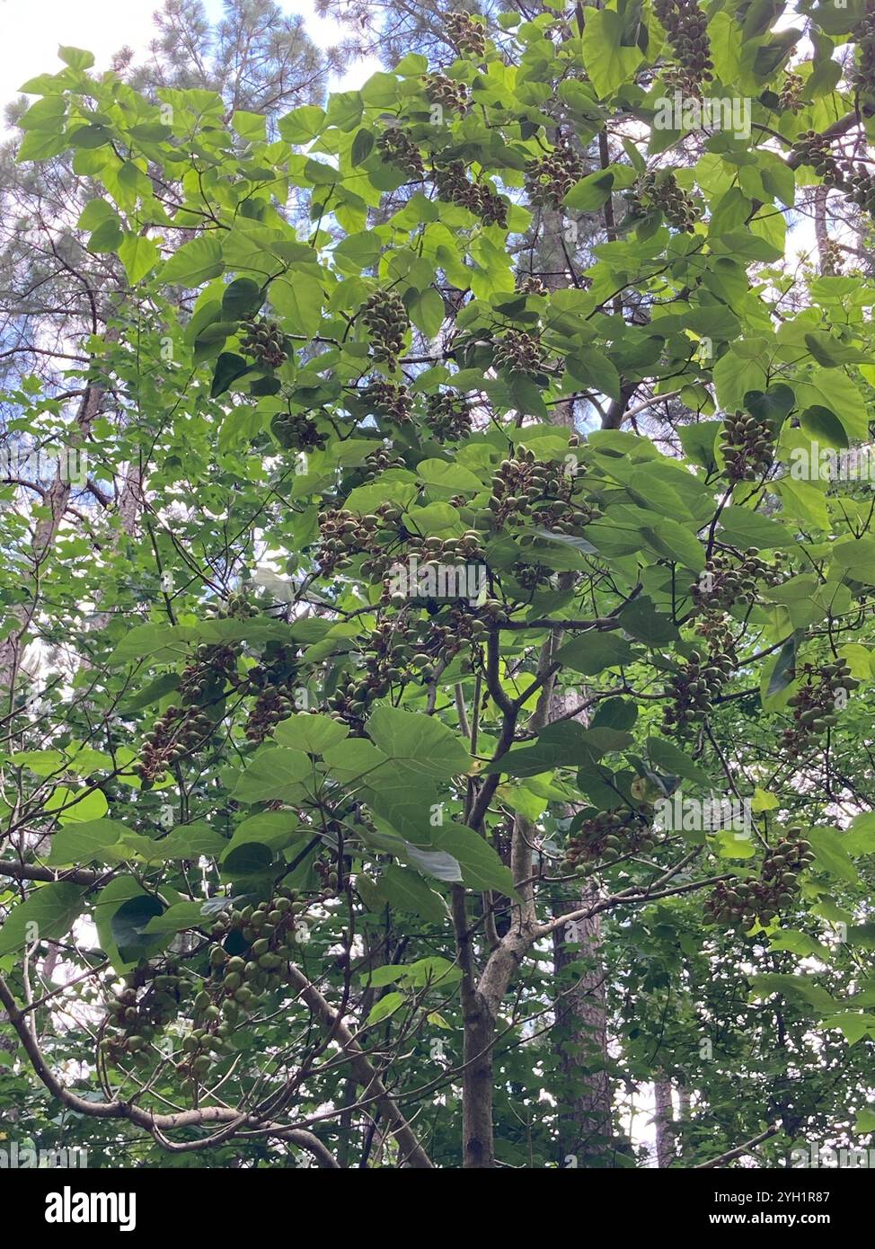 princess tree (Paulownia tomentosa Stock Photo - Alamy
