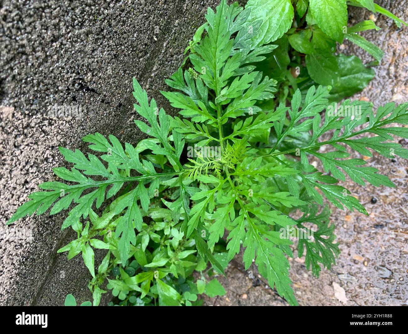 common ragweed (Ambrosia artemisiifolia Stock Photo - Alamy