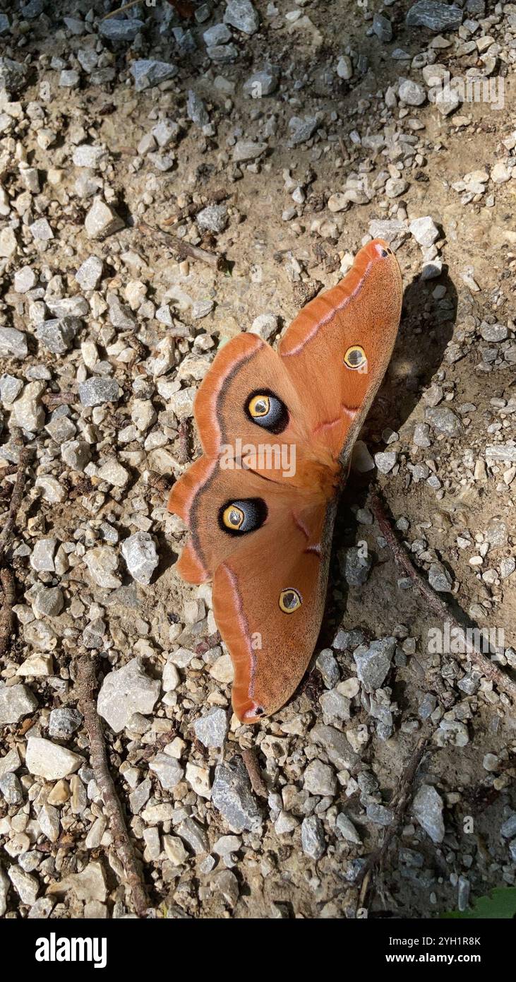 Polyphemus Moth (Antheraea polyphemus Stock Photo - Alamy