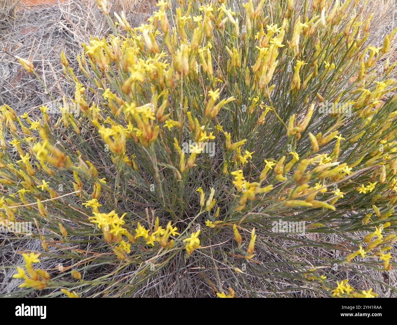 Summer Curryflower (Lasiosiphon polycephalus Stock Photo - Alamy