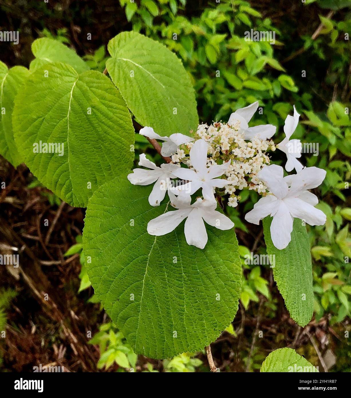 hobblebush (Viburnum lantanoides Stock Photo - Alamy