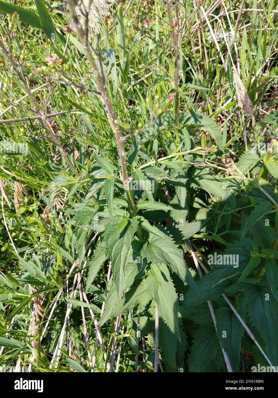 mint family (Lamiaceae Stock Photo - Alamy