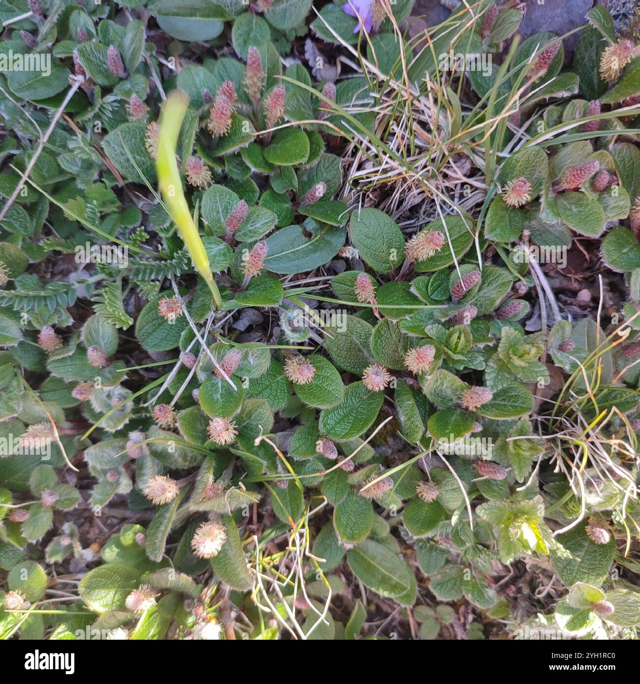Net-leaved Willow (Salix reticulata Stock Photo - Alamy
