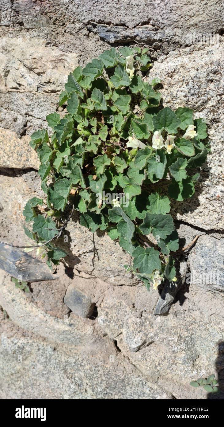 Trailing snapdragon hi-res stock photography and images - Alamy