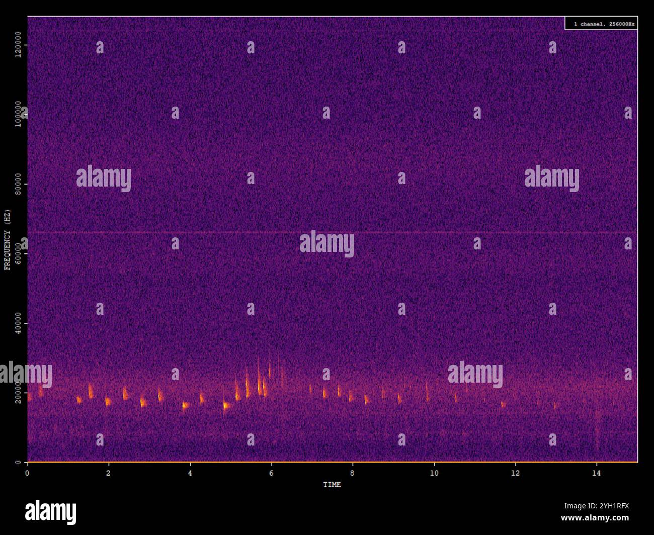 Common Noctule (Nyctalus noctula Stock Photo - Alamy
