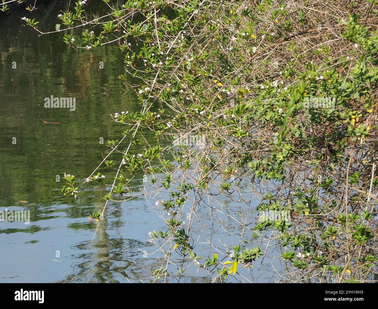 Scrambling clerodendrum hi-res stock photography and images - Alamy