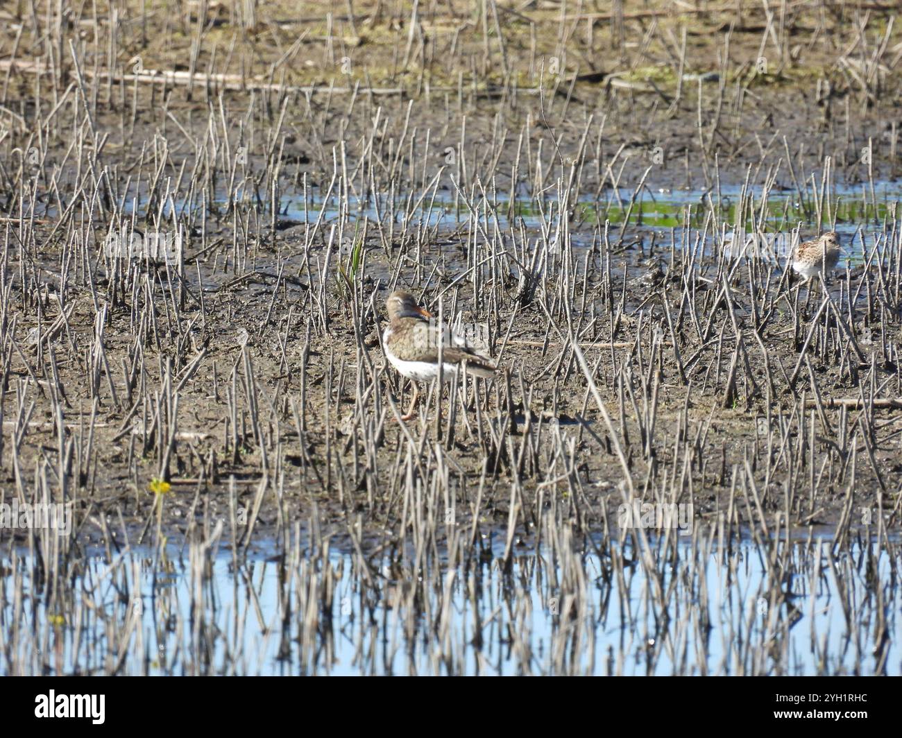 Spotted Sandpiper (Actitis macularius Stock Photo - Alamy