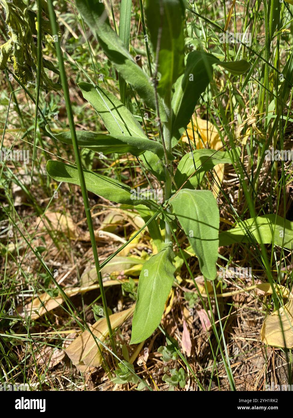 field peppergrass (Lepidium campestre Stock Photo - Alamy
