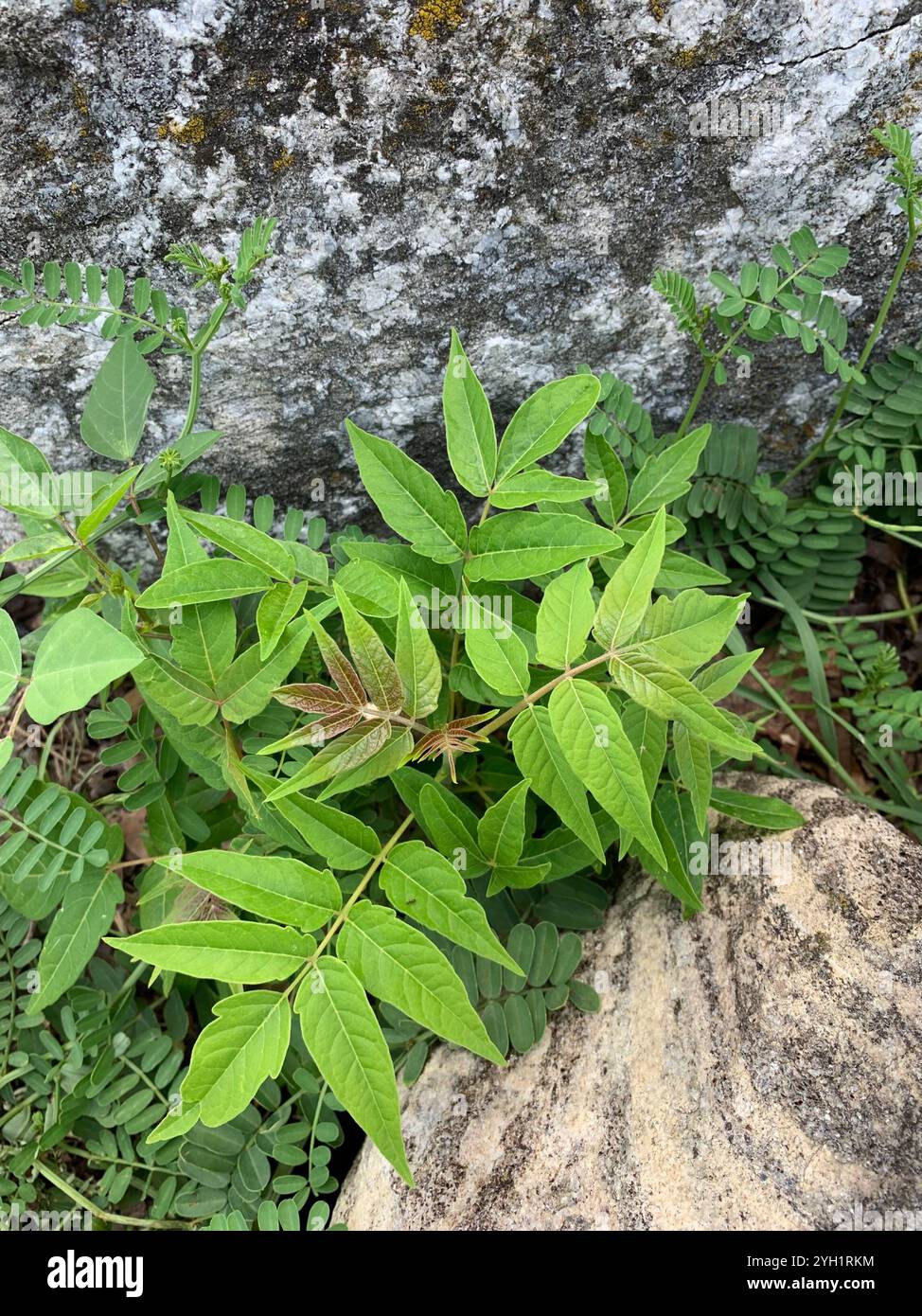 tree-of-heaven (Ailanthus altissima Stock Photo - Alamy