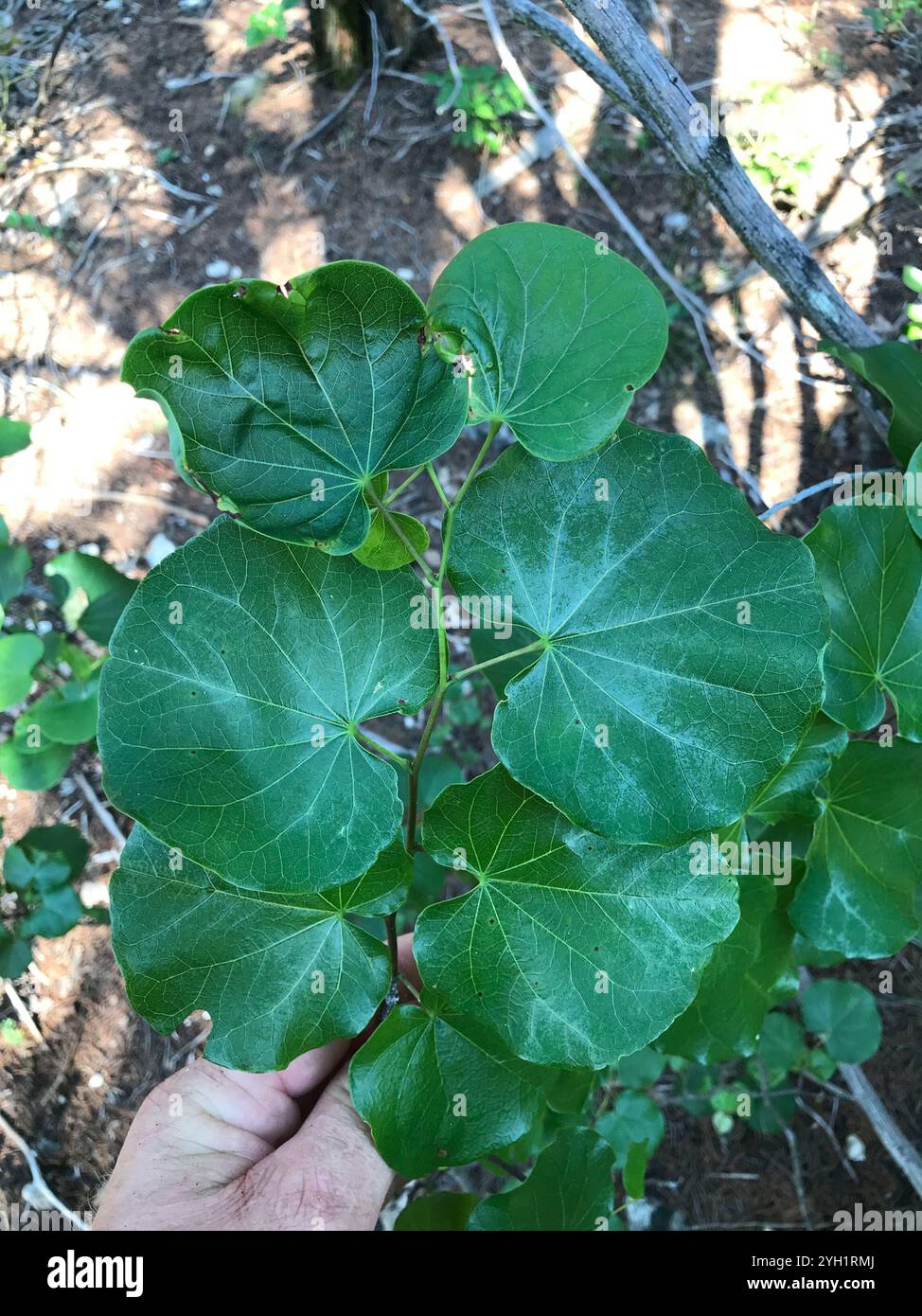 Texas redbud (Cercis canadensis texensis Stock Photo - Alamy