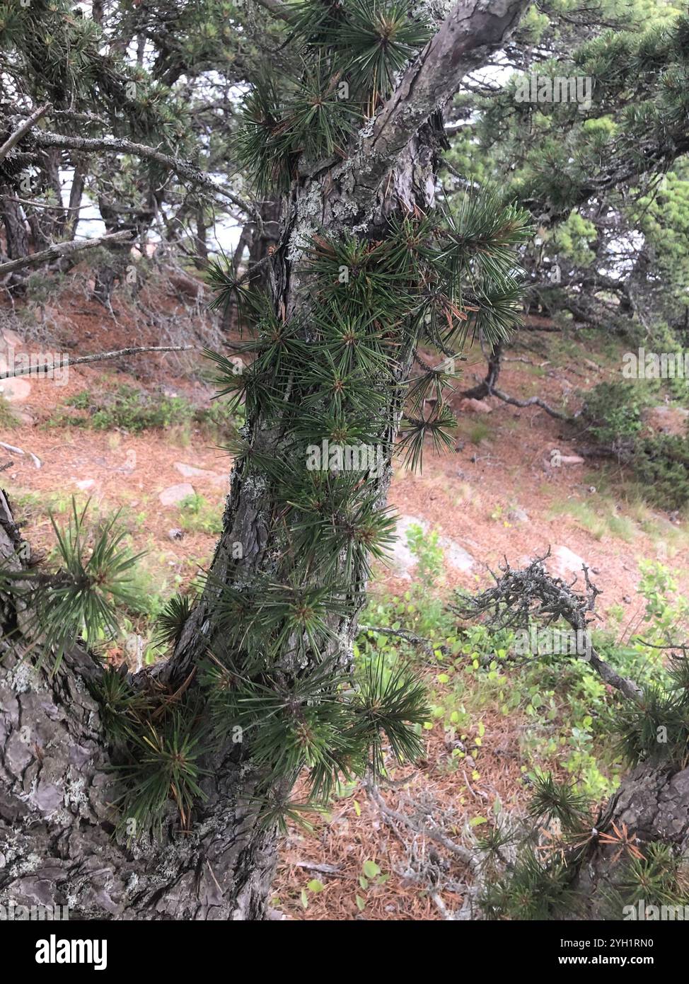 pitch pine (Pinus rigida Stock Photo - Alamy