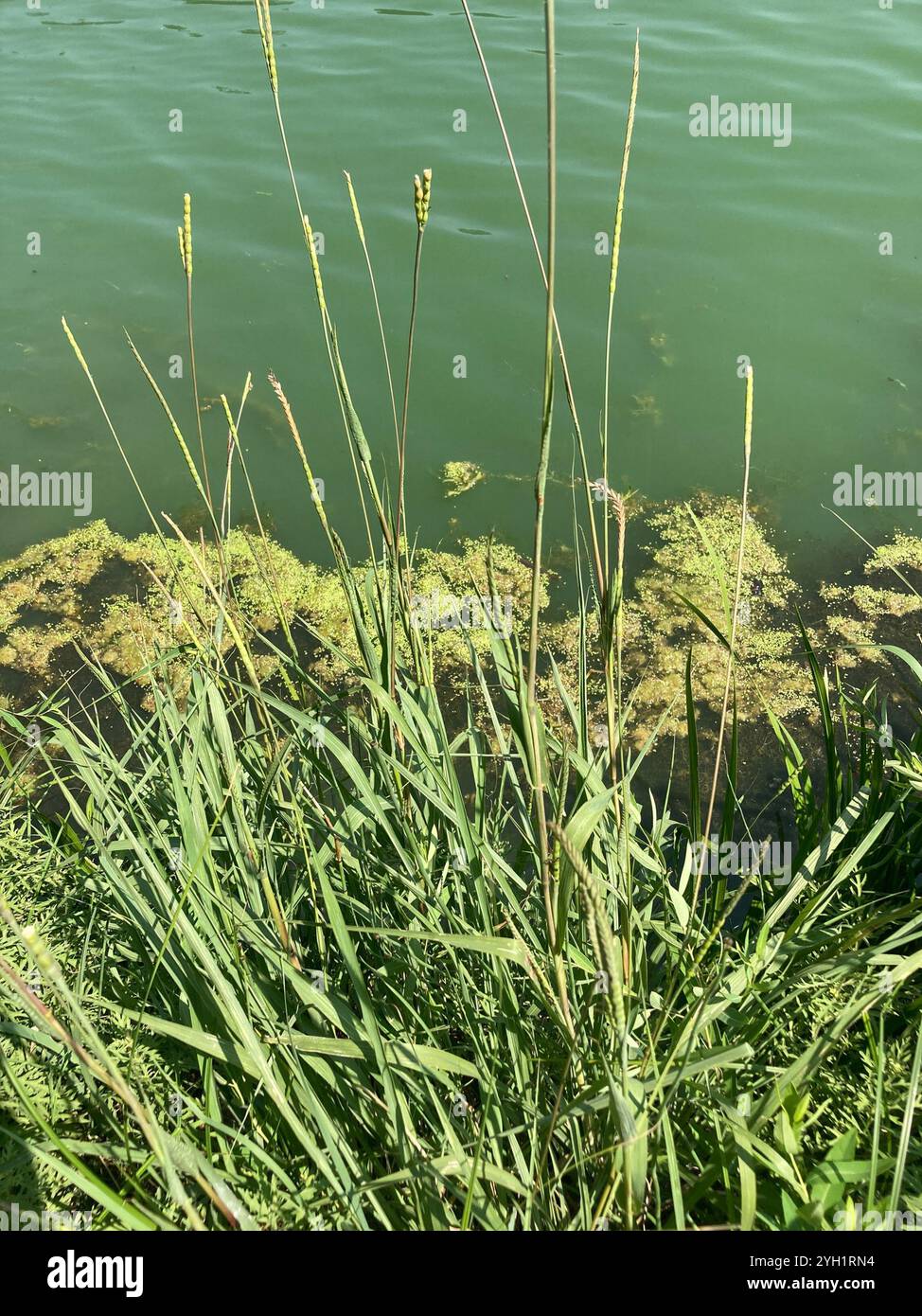 Tripsacum dactyloides hi-res stock photography and images - Alamy