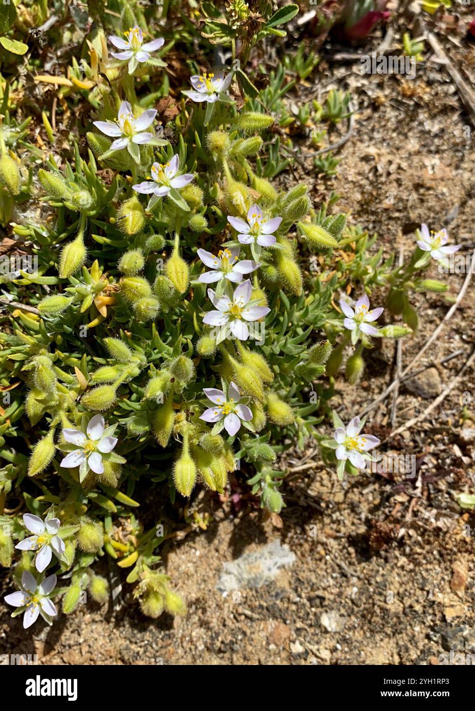 Sticky Sand-Spurrey (Spergularia macrotheca Stock Photo - Alamy