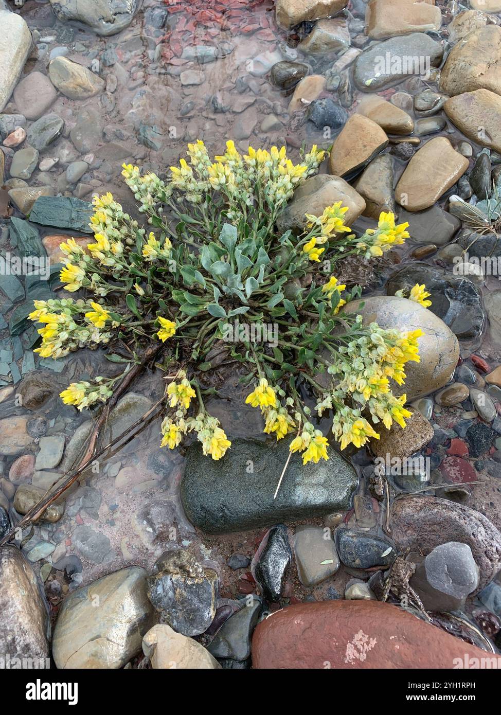 Double Twinpod (Physaria didymocarpa Stock Photo - Alamy