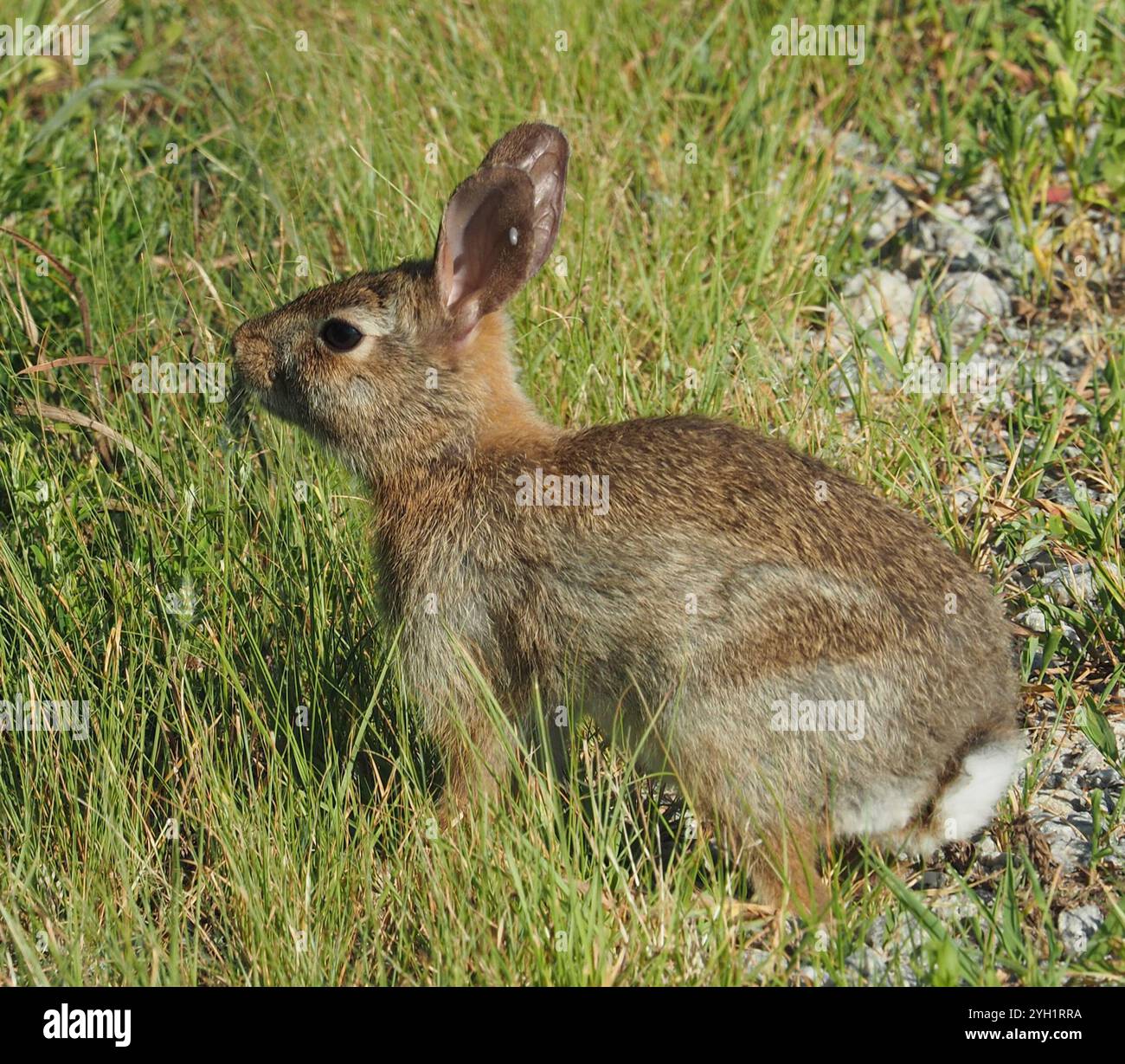 Eastern Cottontail (Sylvilagus floridanus Stock Photo - Alamy