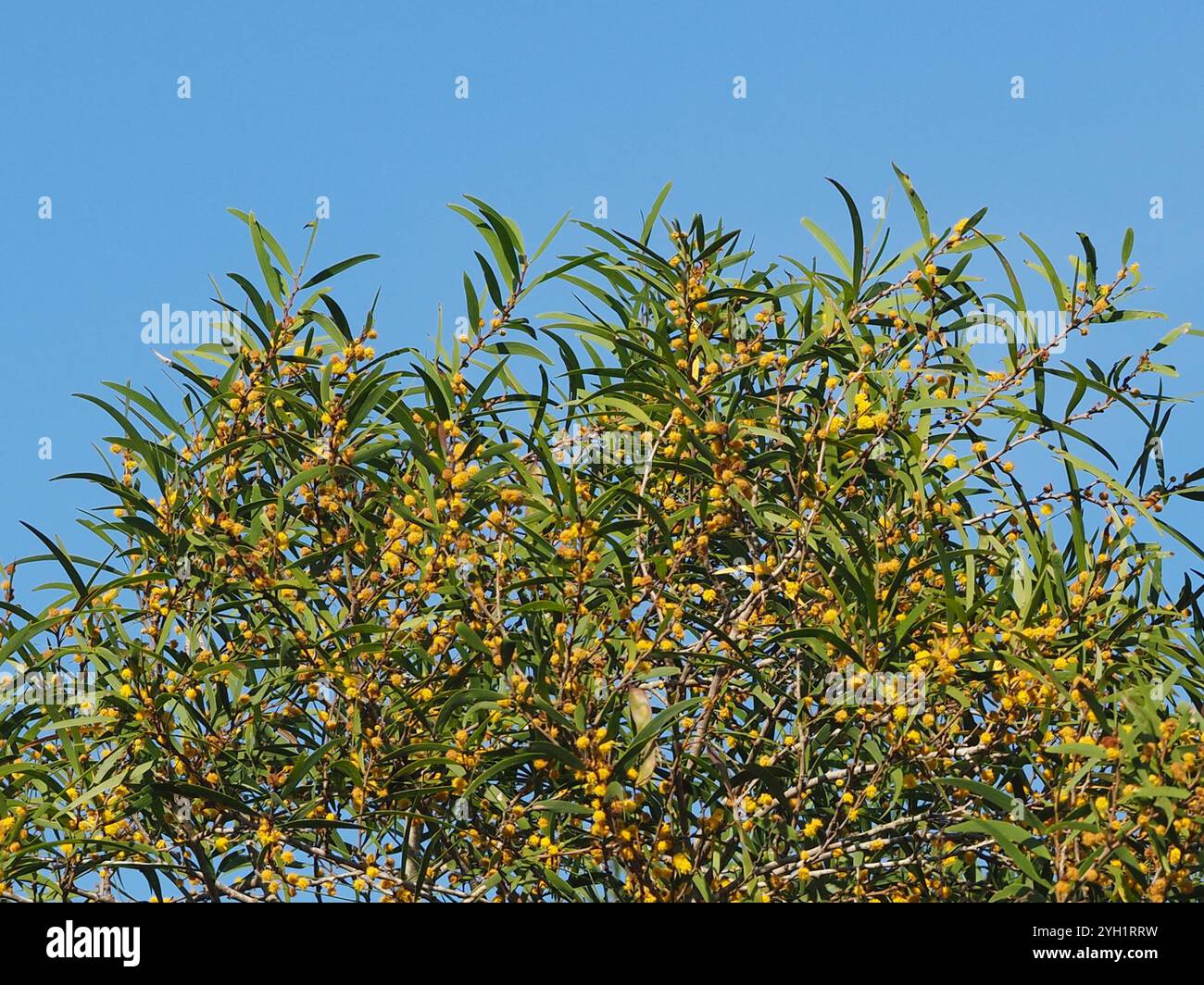 Taiwan Acacia (Acacia confusa Stock Photo - Alamy