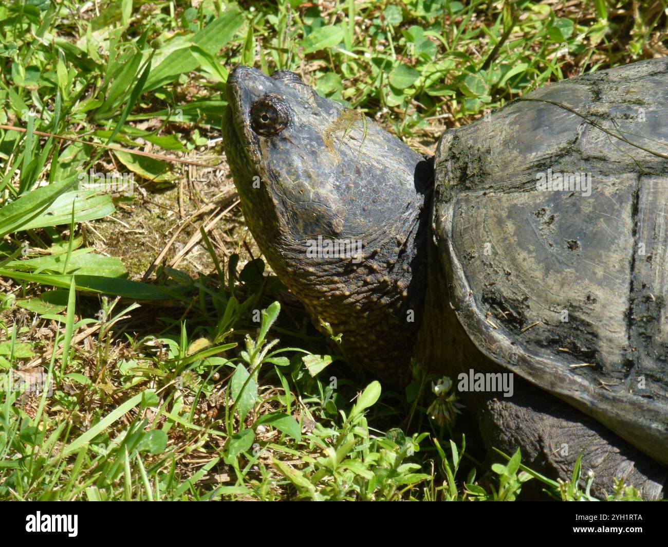 Common Snapping Turtle (Chelydra serpentina Stock Photo - Alamy