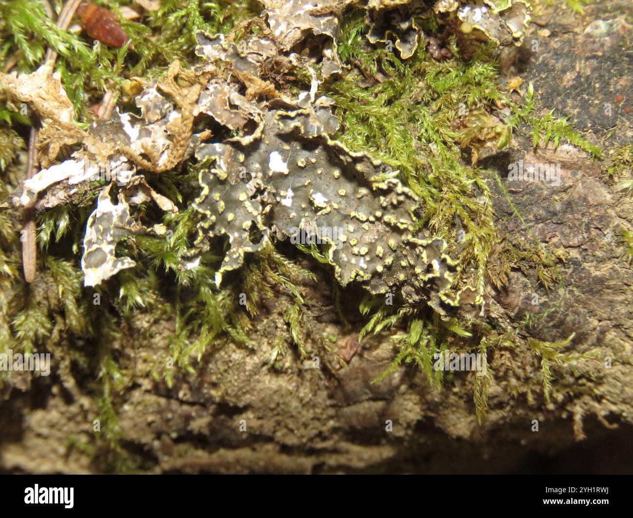 tree pelt lichen (Peltigera collina Stock Photo - Alamy