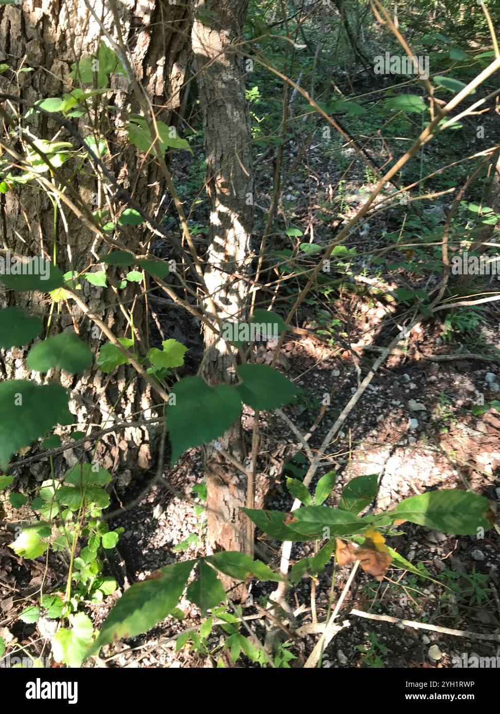 Texas mulberry (Morus microphylla Stock Photo - Alamy
