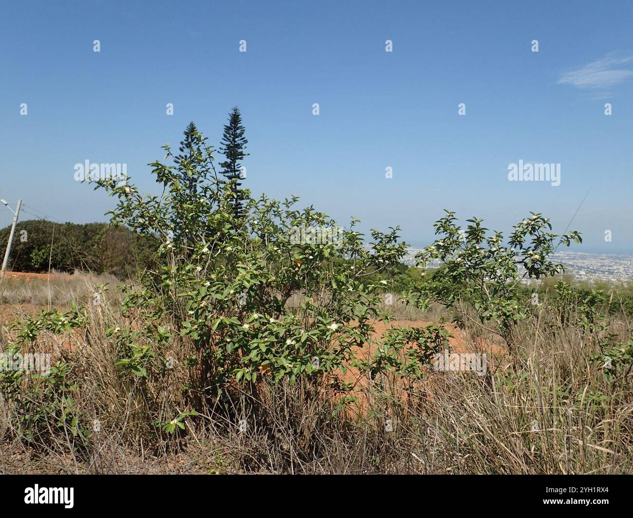 Common guava (Psidium guajava Stock Photo - Alamy