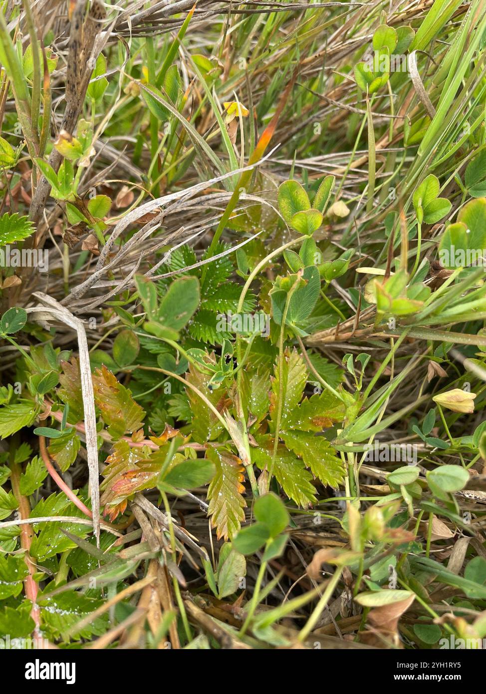 Pacific silverweed (Argentina pacifica Stock Photo - Alamy