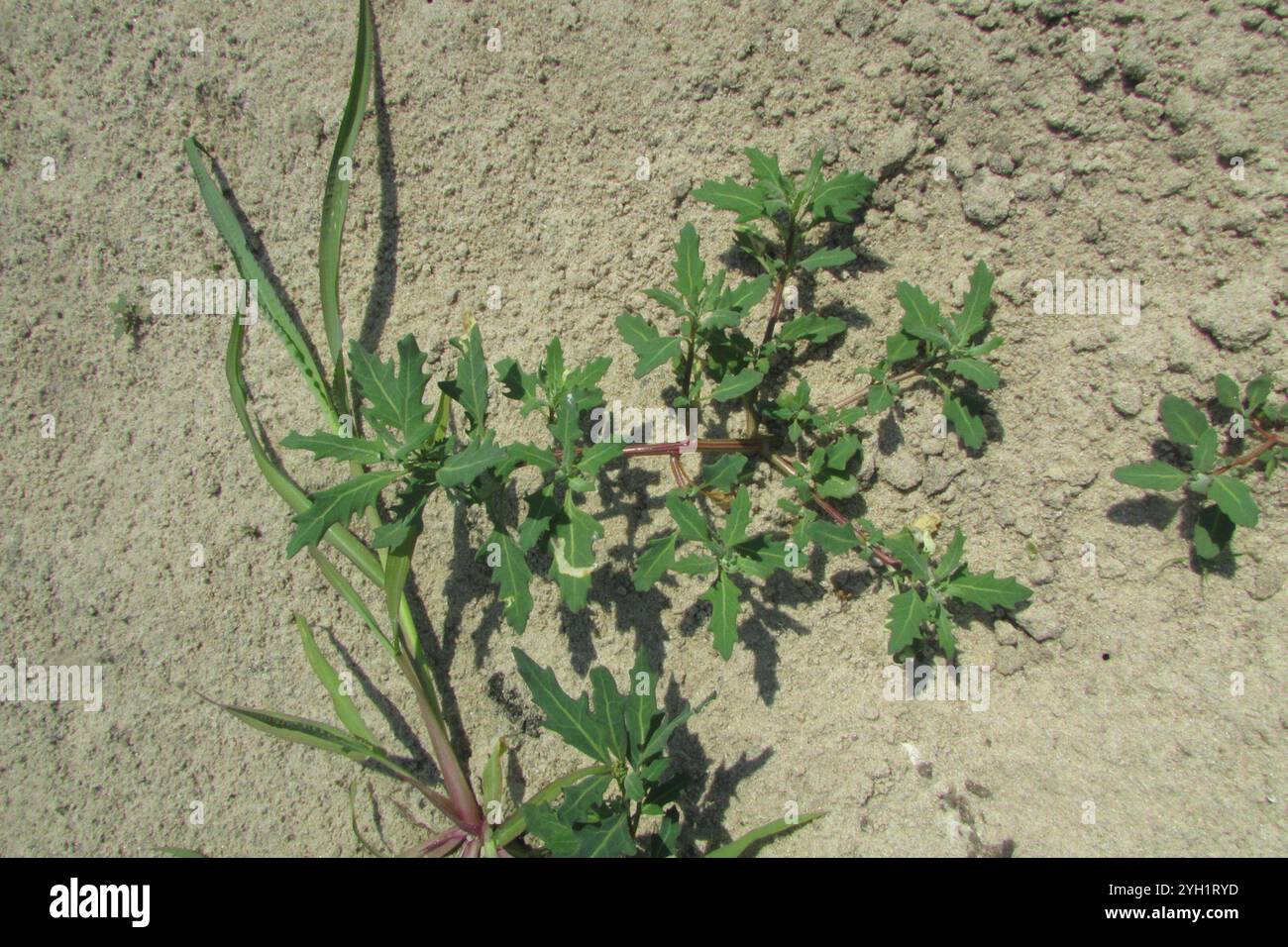 Oak leaved goosefoot hi-res stock photography and images - Alamy