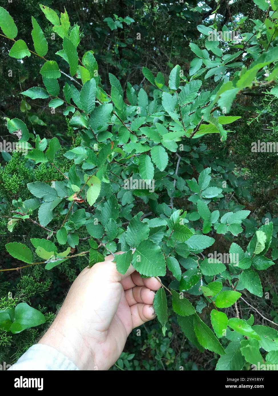 Cedar Elm (Ulmus crassifolia Stock Photo - Alamy