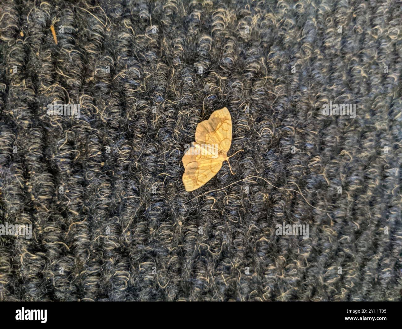 Horned spanworm hi-res stock photography and images - Alamy