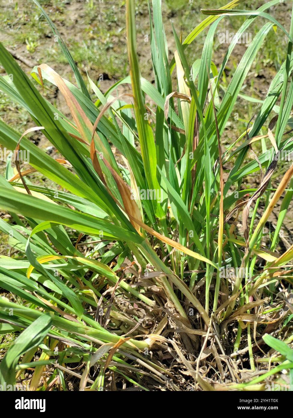 Italian Ryegrass (Lolium multiflorum Stock Photo - Alamy