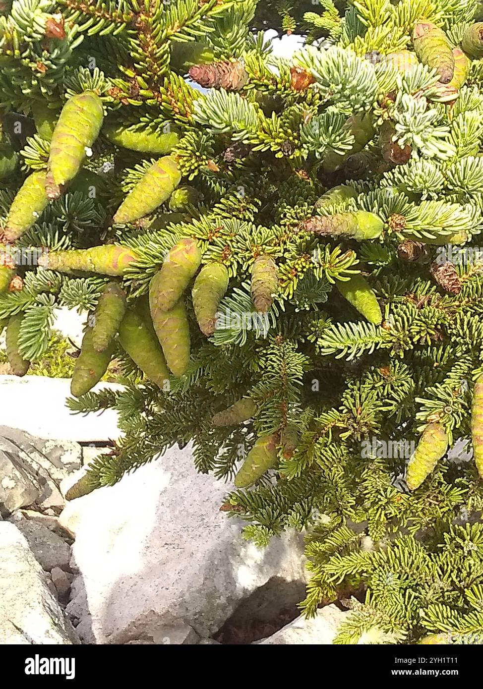 white spruce (Picea glauca Stock Photo - Alamy