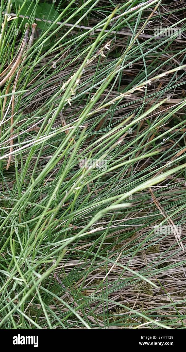 Nardus stricta hi-res stock photography and images - Alamy