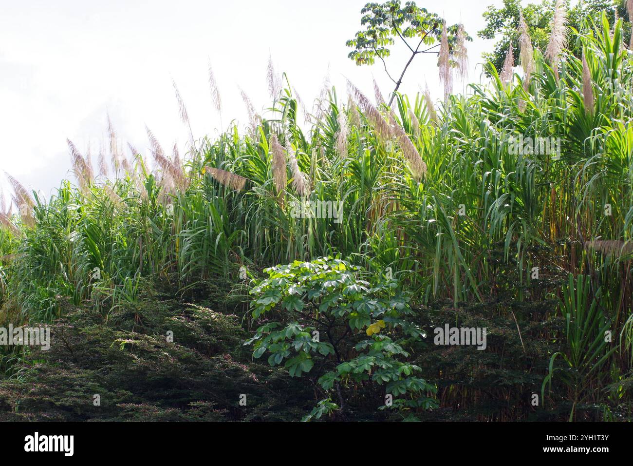 Gynerium sagittatum hi-res stock photography and images - Alamy