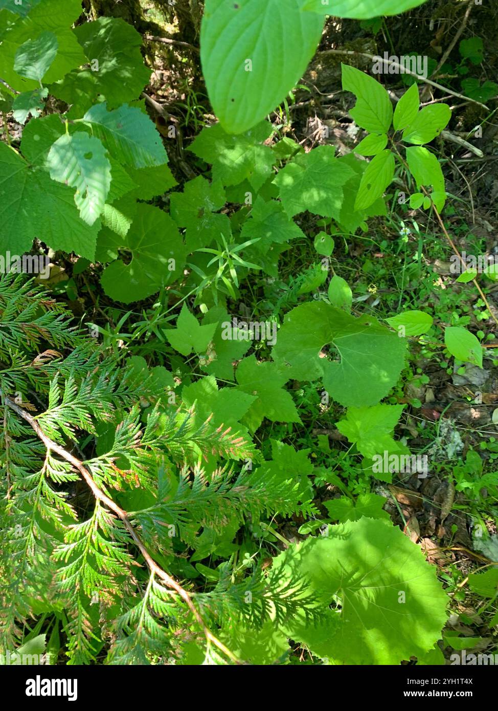 (Petasites japonicus japonicus Stock Photo - Alamy