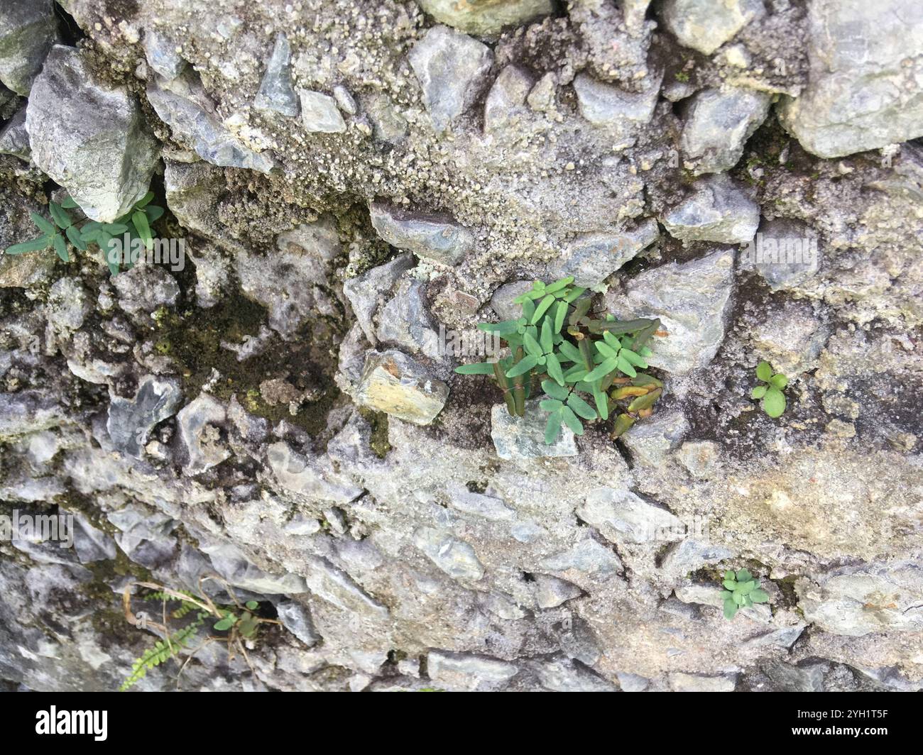smooth cliffbrake (Pellaea glabella Stock Photo - Alamy