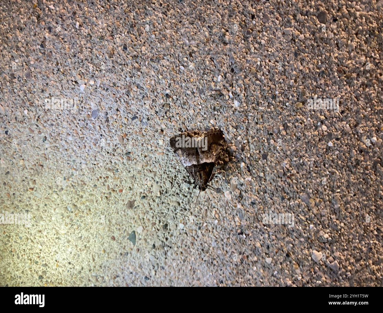Macalla hi-res stock photography and images - Alamy