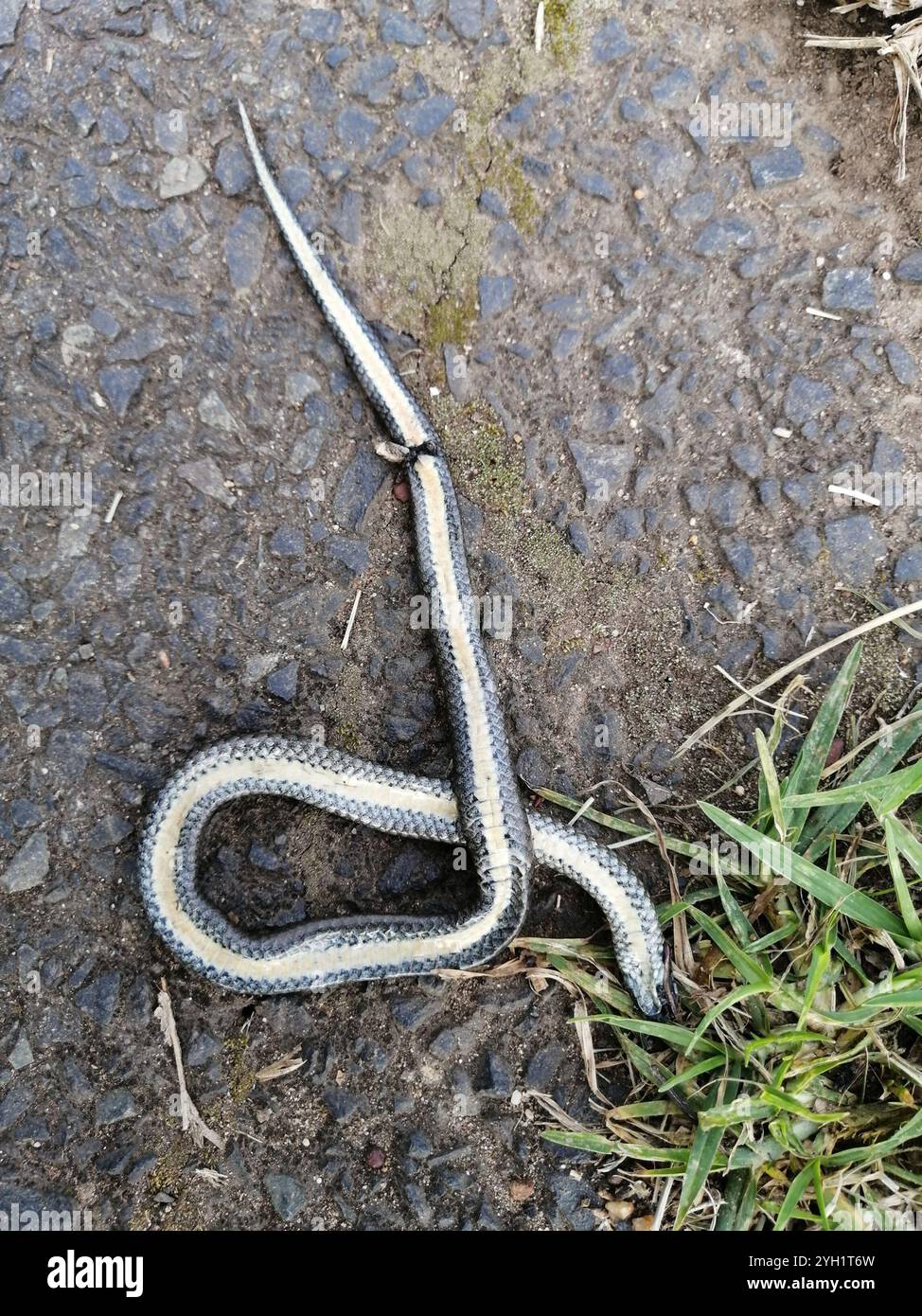 Common Slug-eater (Duberria lutrix Stock Photo - Alamy