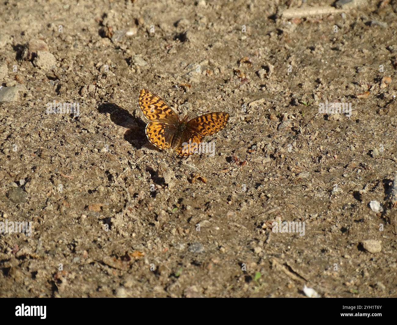 Freija fritillary hi-res stock photography and images - Alamy