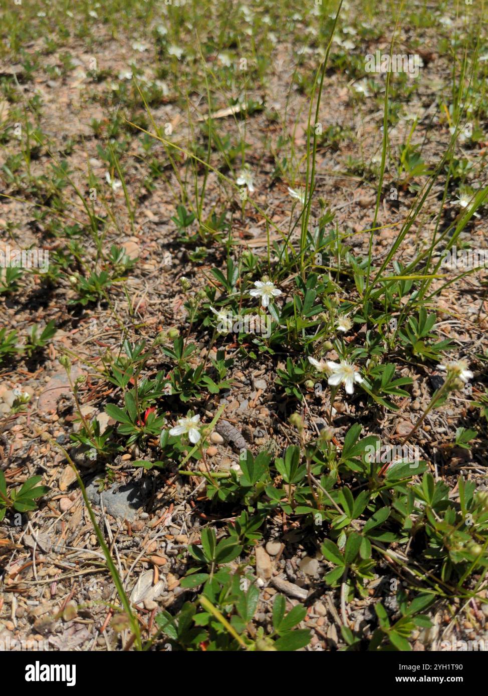 three-toothed cinquefoil (Sibbaldiopsis tridentata Stock Photo - Alamy
