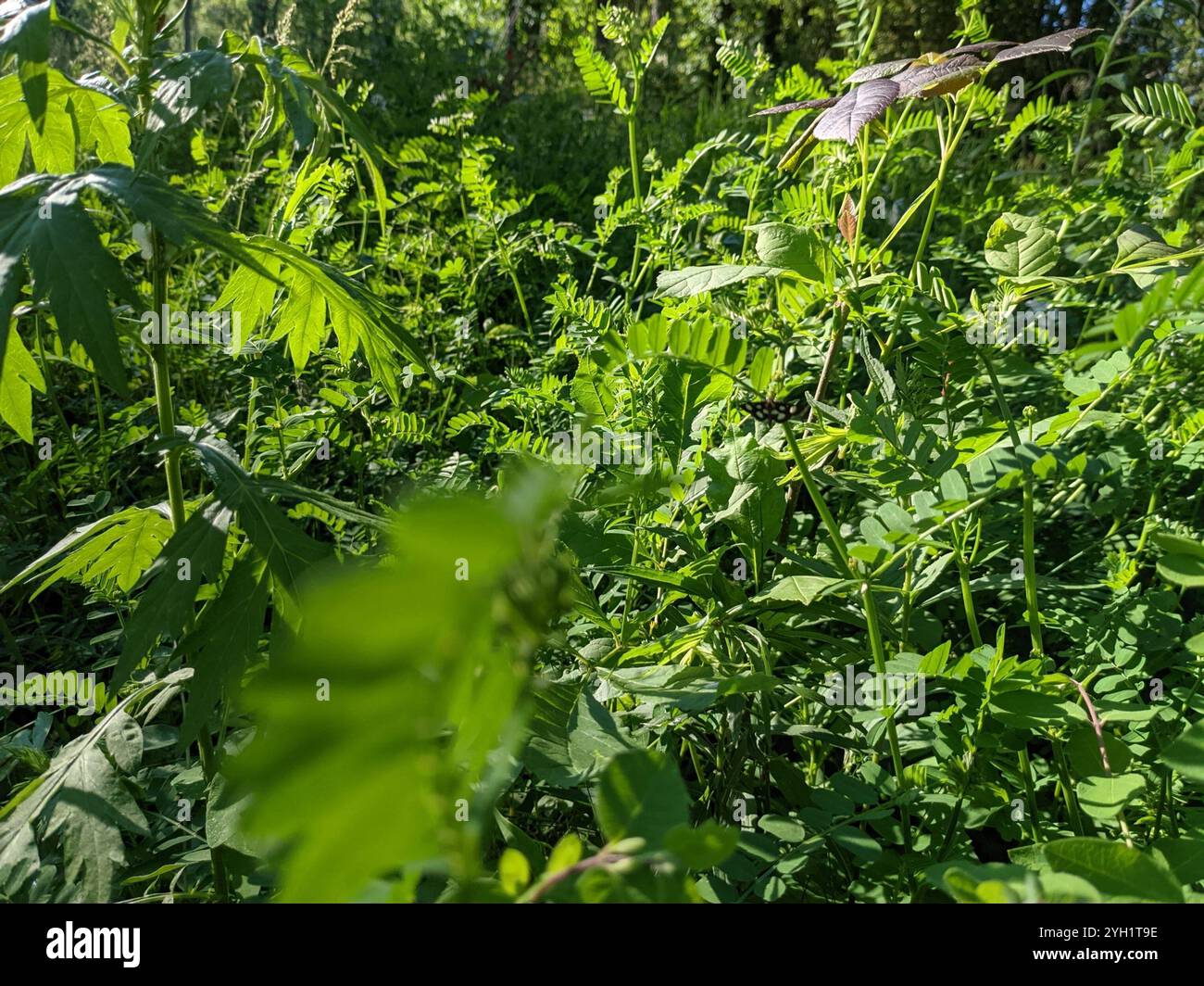 White spotted sable hi-res stock photography and images - Alamy